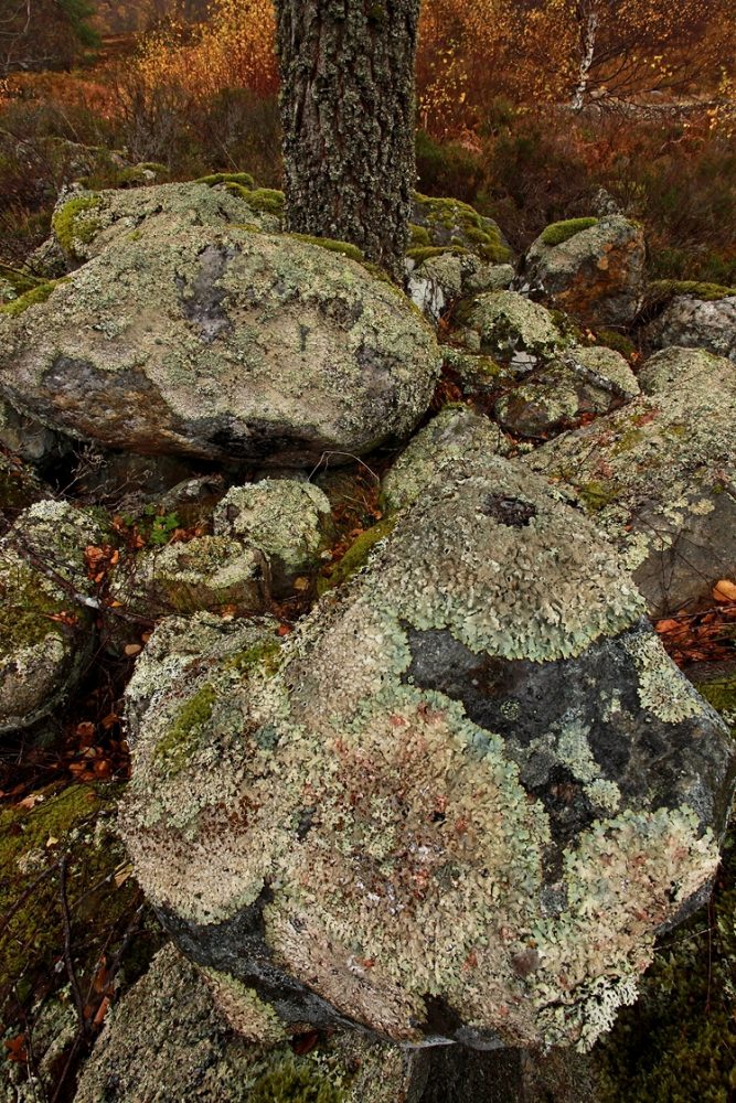 More slime moulds & colourful lichens