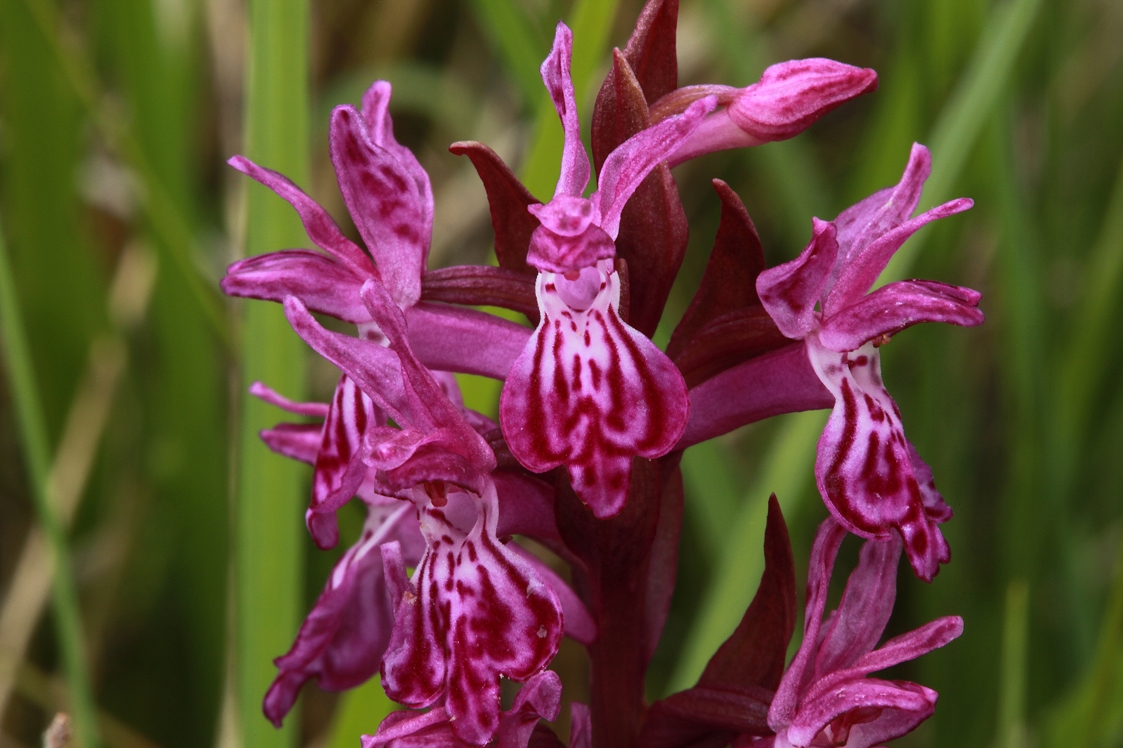 An orchid day at Dundreggan