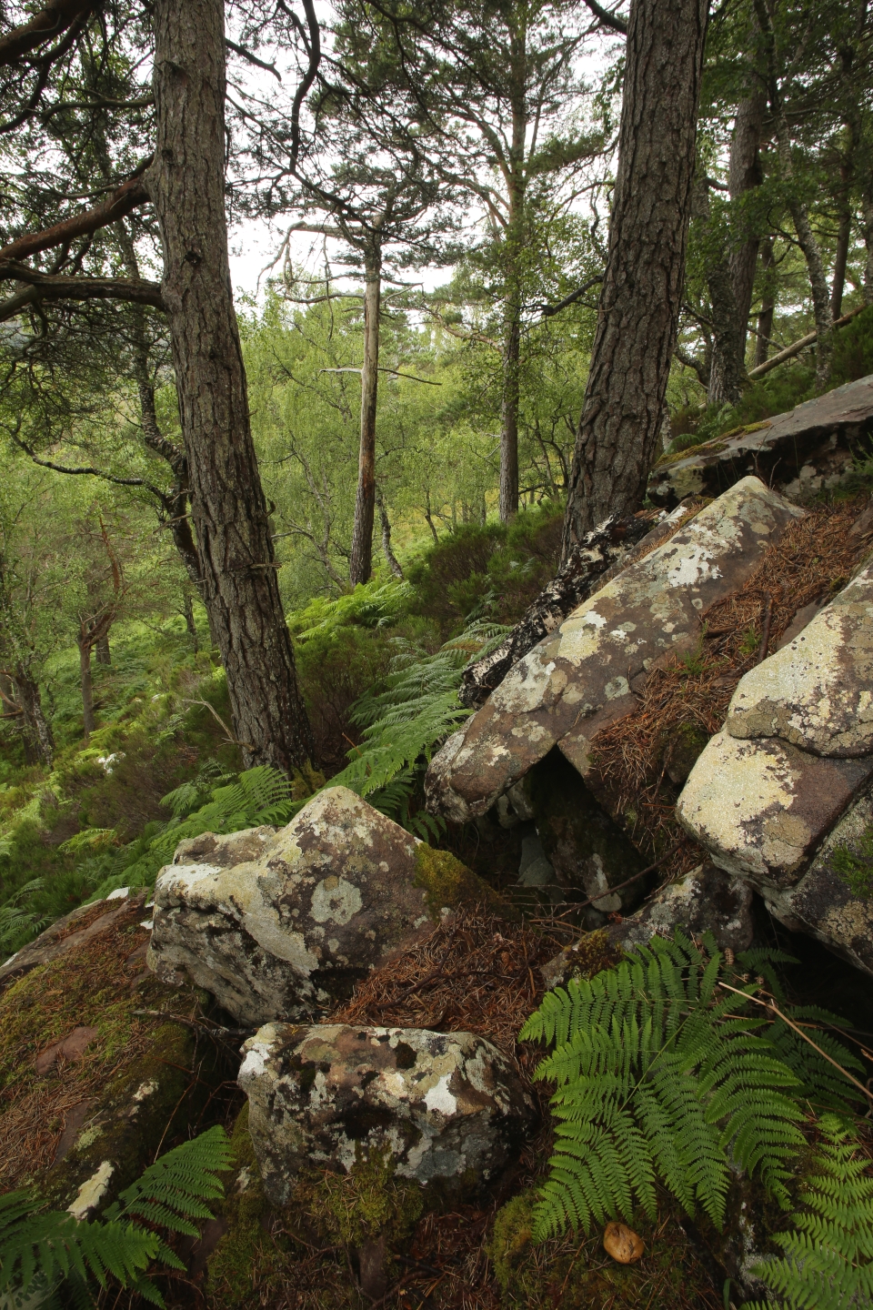 A visit to Scotland’s most westerly pinewood