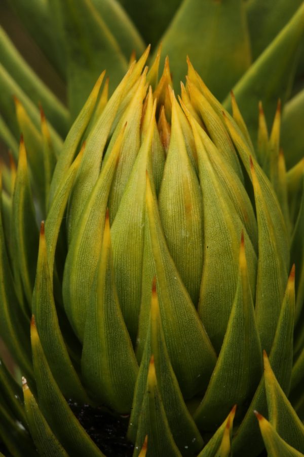 The Araucaria forests of Chile, part 1