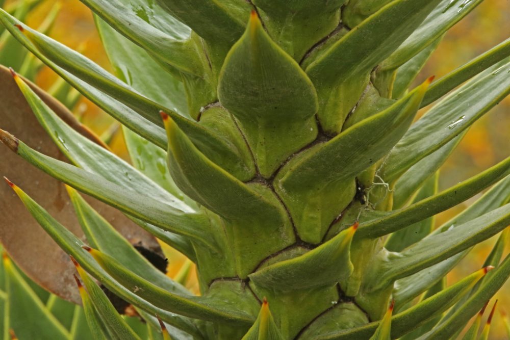 The Araucaria forests of Chile, part 1