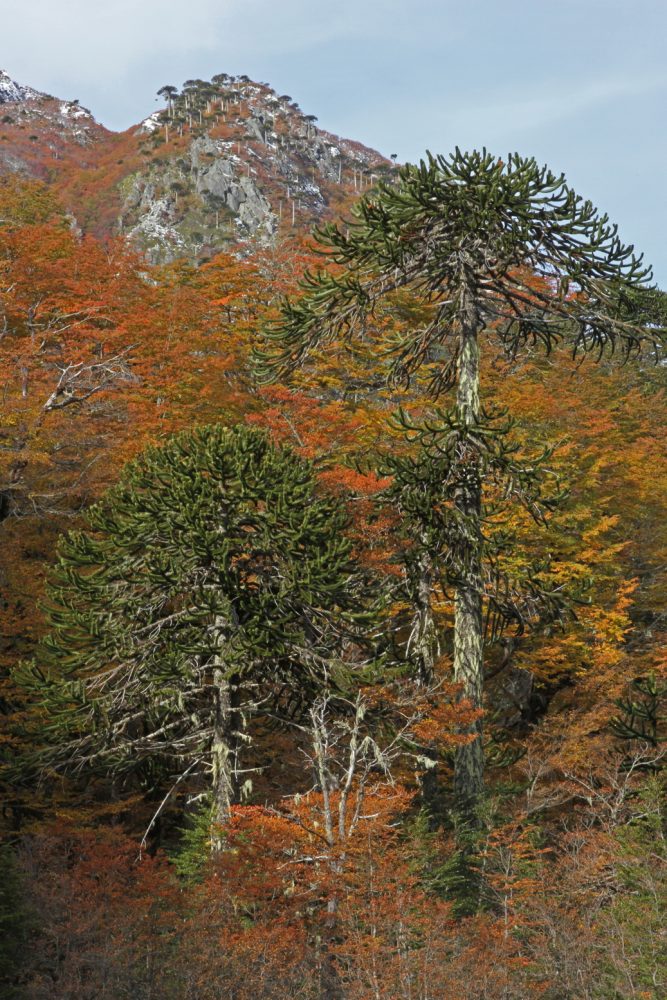 The Araucaria forests of Chile, part 1