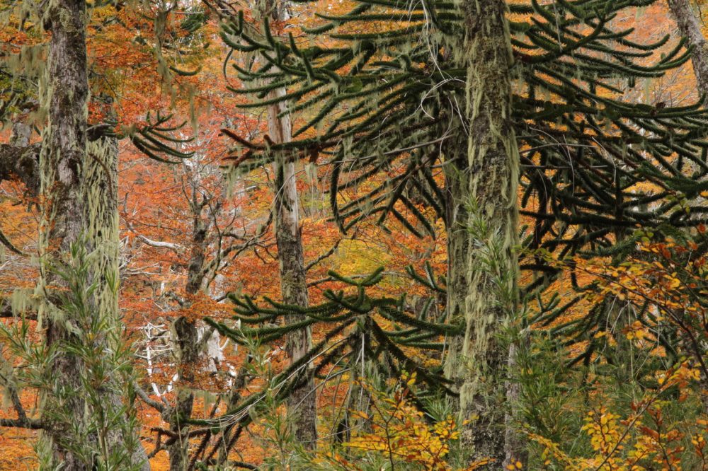 The Araucaria forests of Chile, part 1
