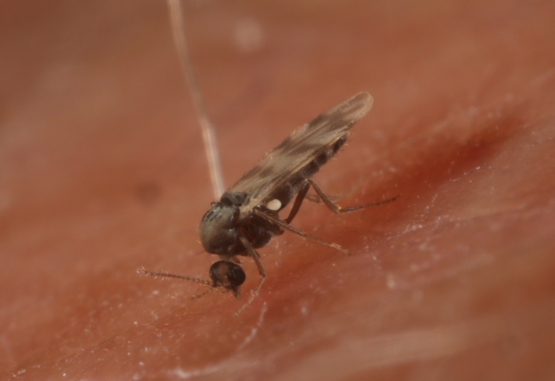 An aphid discovery in National Insect Week