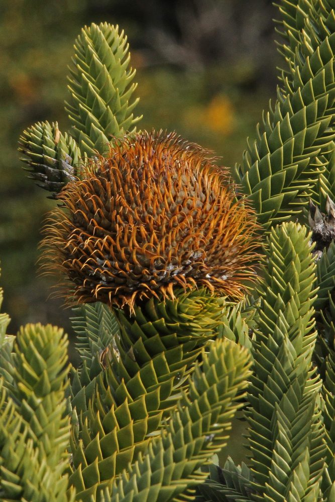 The Araucaria forests of Chile, part 1