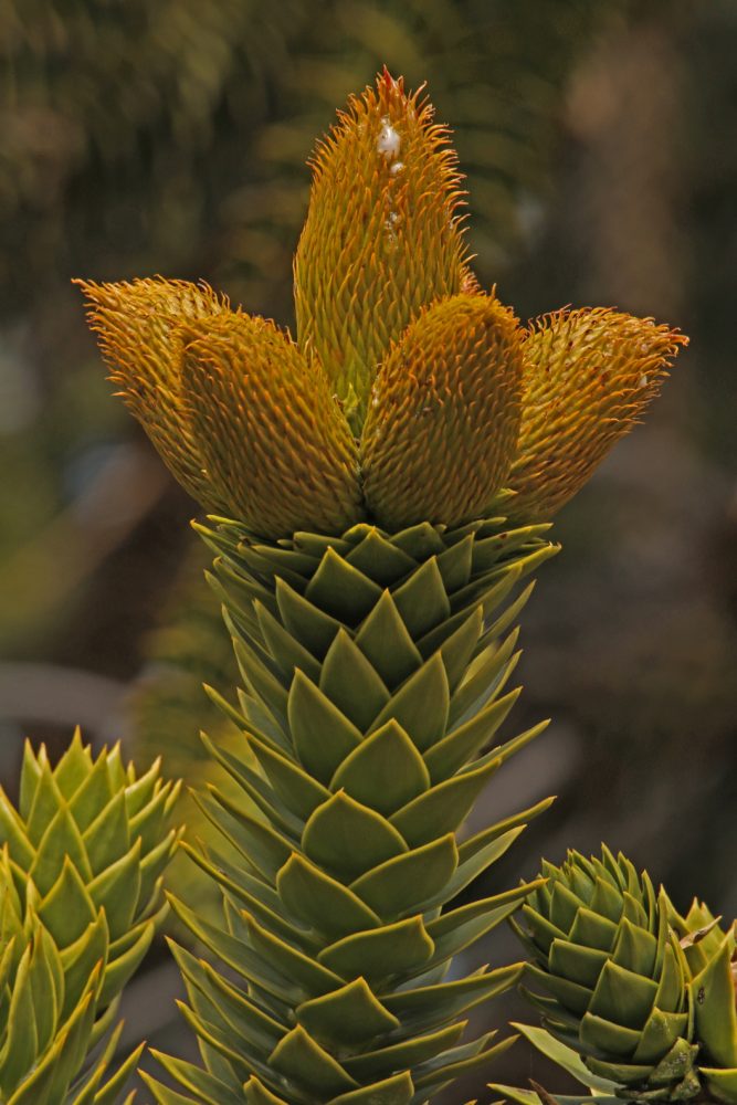 The Araucaria forests of Chile, part 1