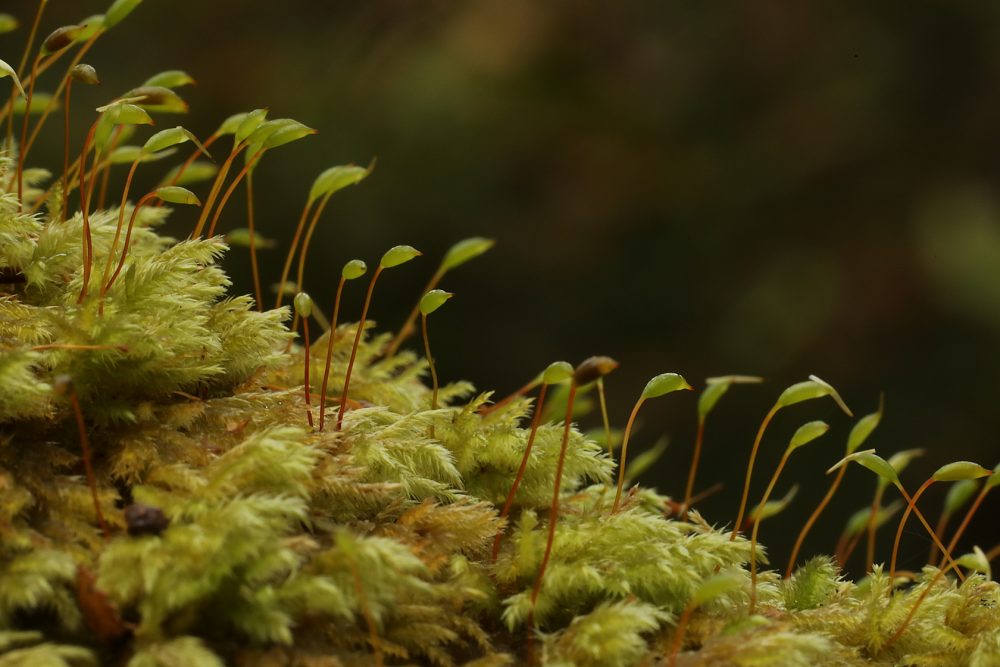 A day in Scotland’s most northerly native wood
