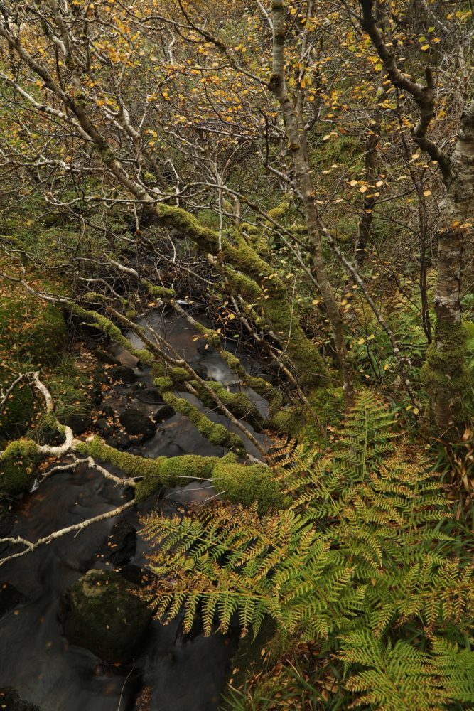 A day in Scotland’s most northerly native wood
