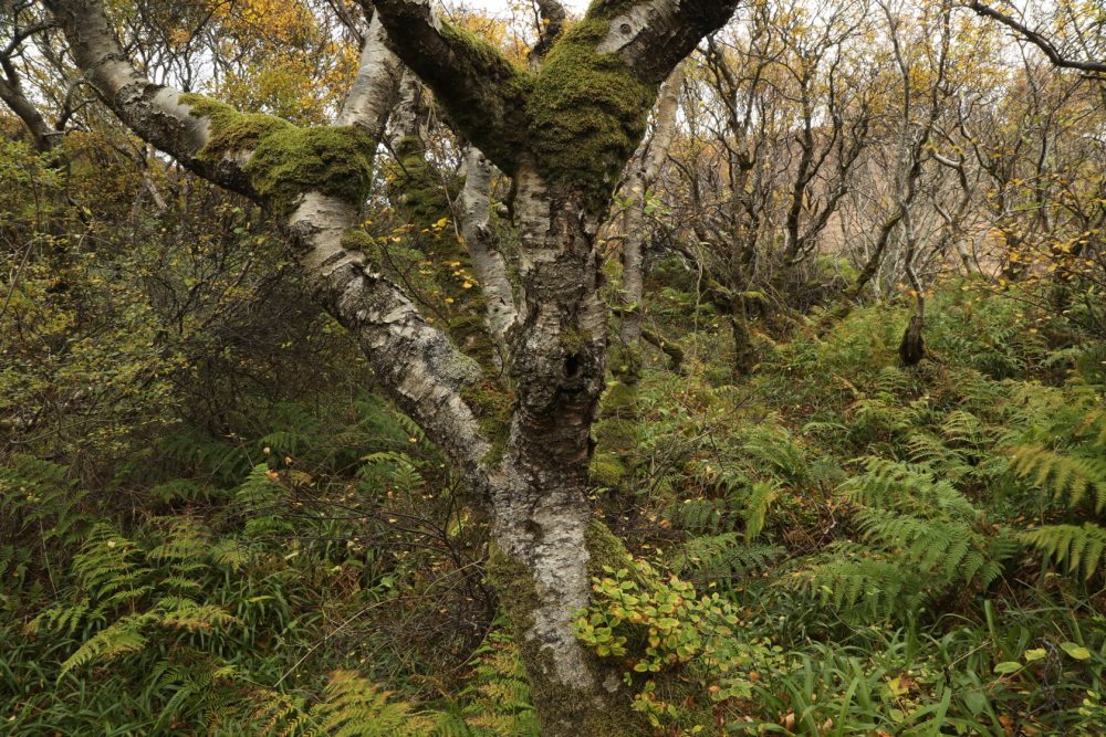 A day in Scotland’s most northerly native wood