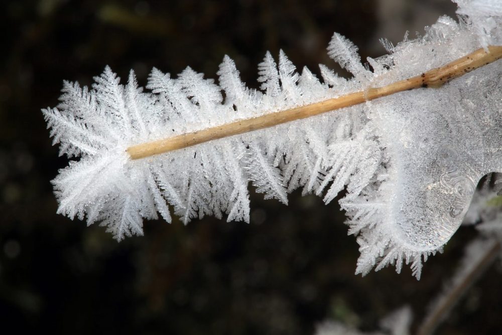 A celebration of frost