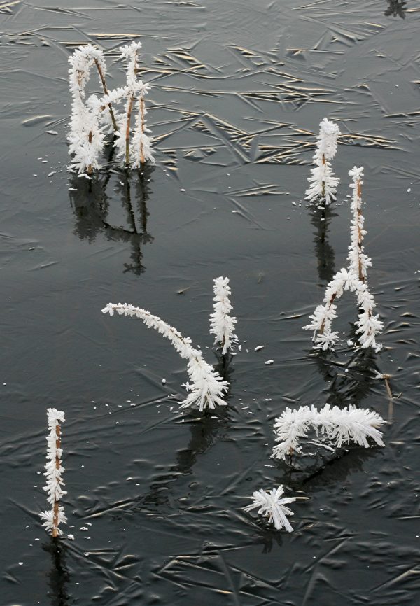 A celebration of frost