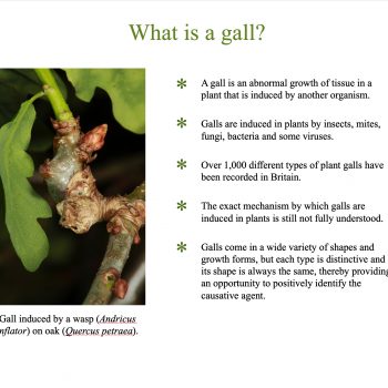 An Introduction to Plant Galls