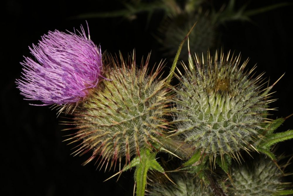 Life on a spear thistle