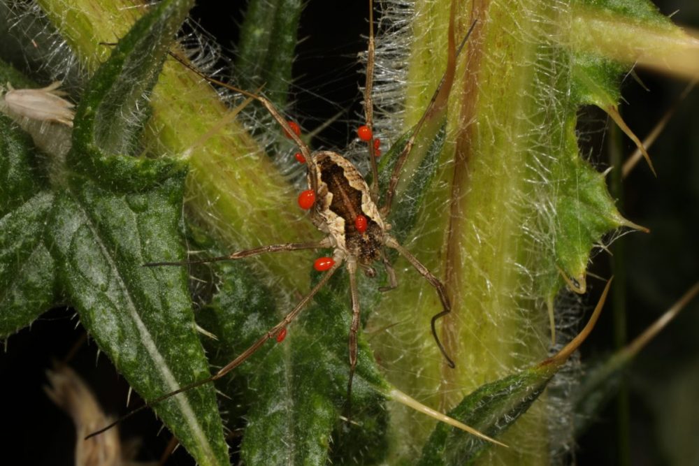 Life on a spear thistle