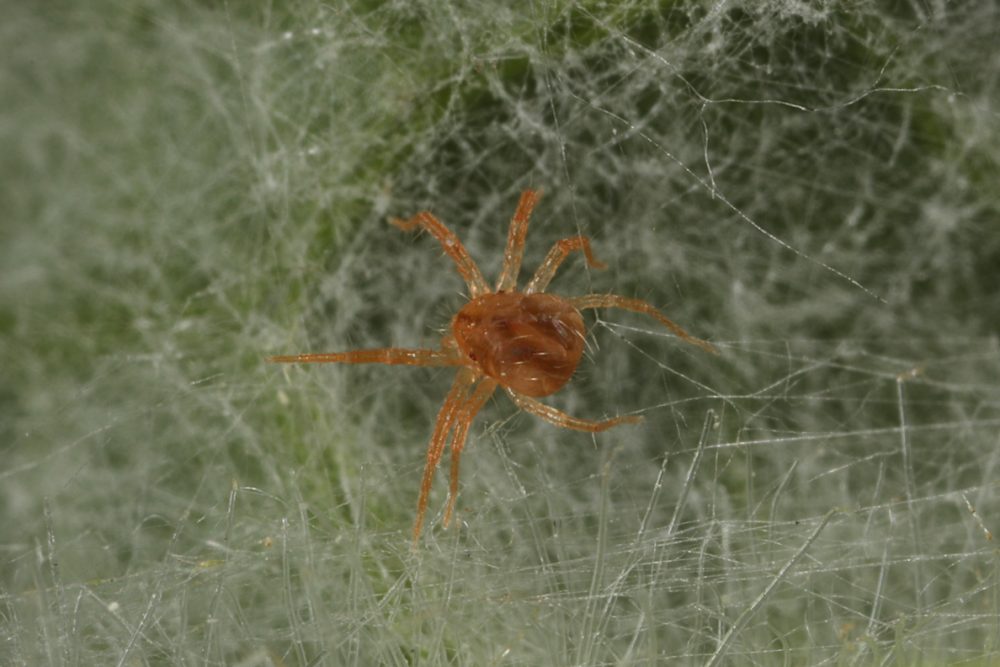 Life on a spear thistle