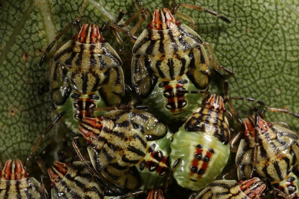 A shieldbug extravaganza, part 1