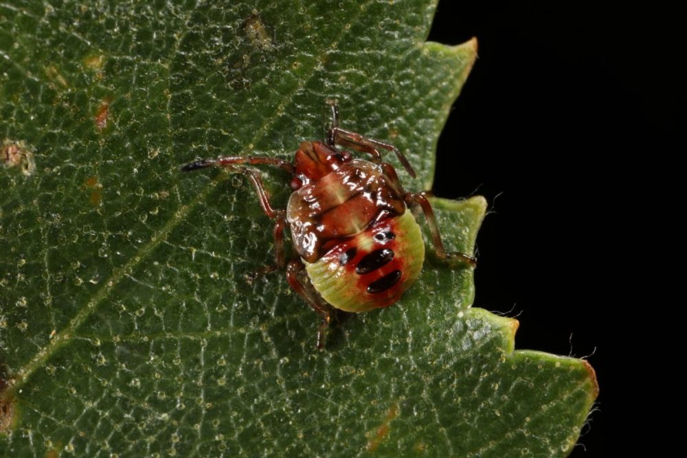 A shieldbug extravaganza, part 1