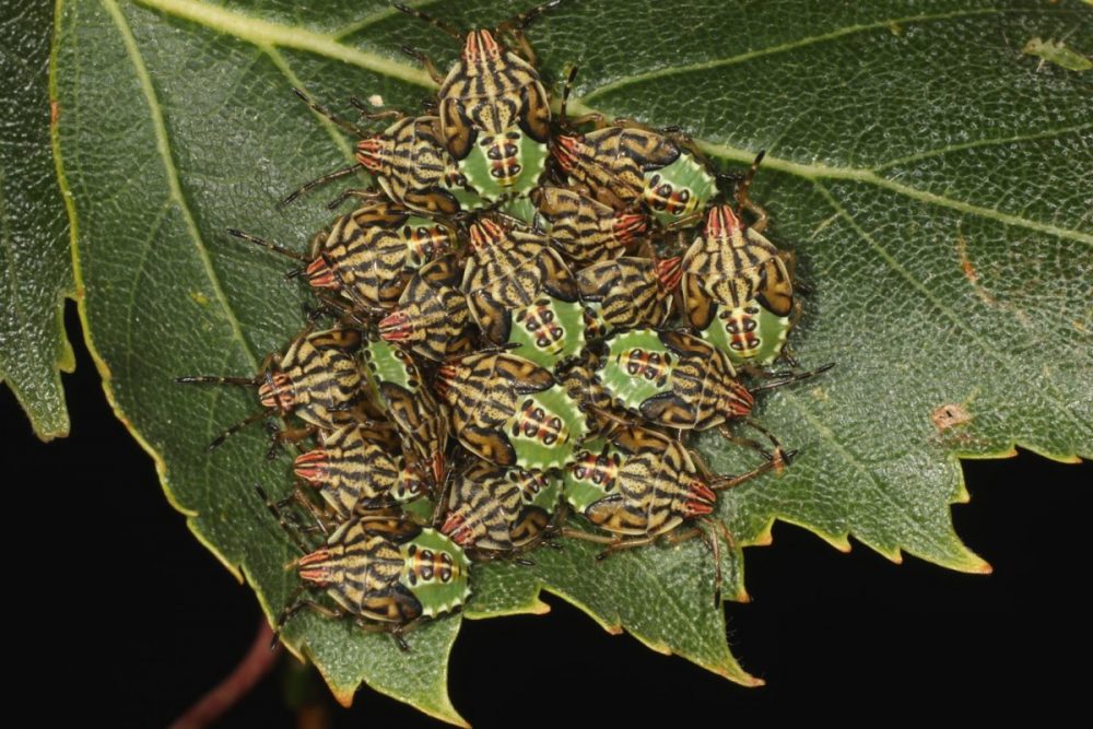 A shieldbug extravaganza, part 1