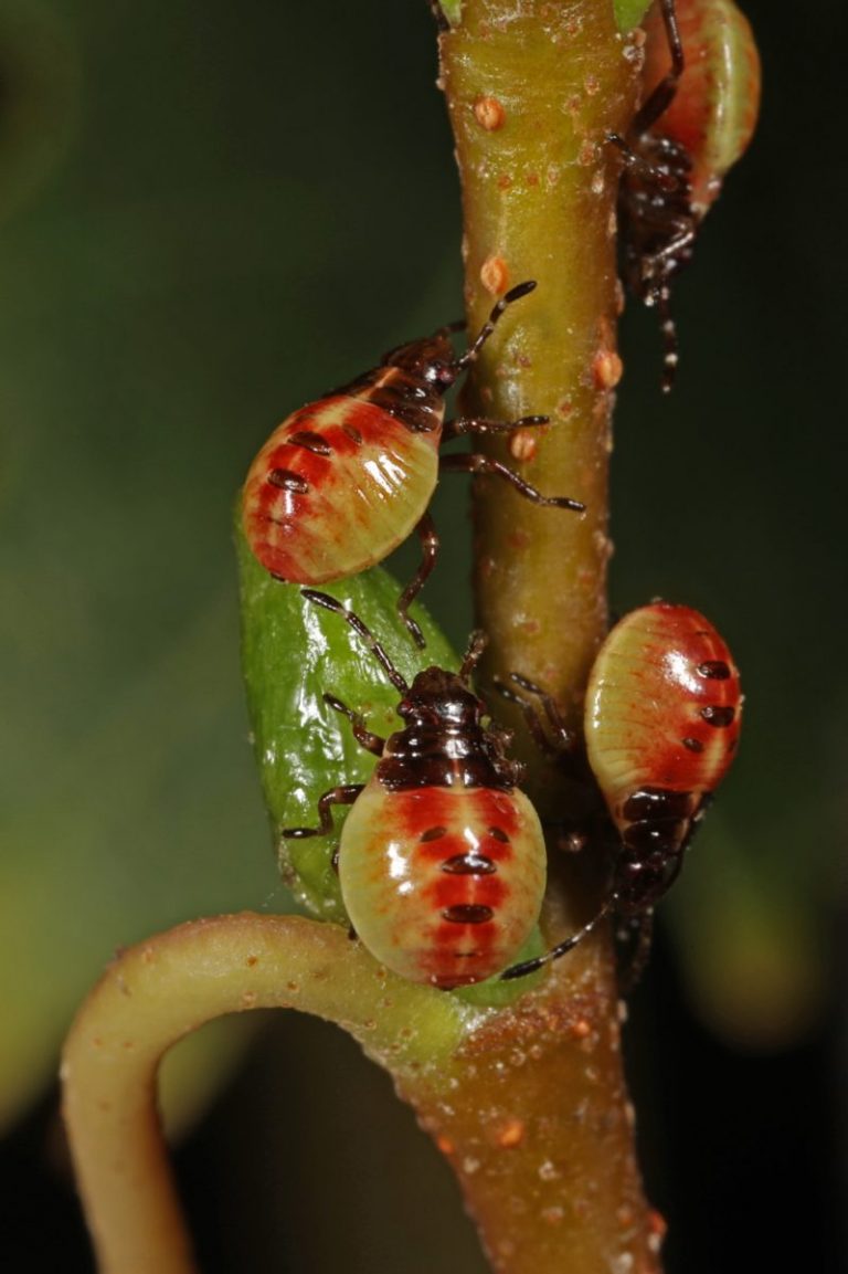 A shieldbug extravaganza, part 2