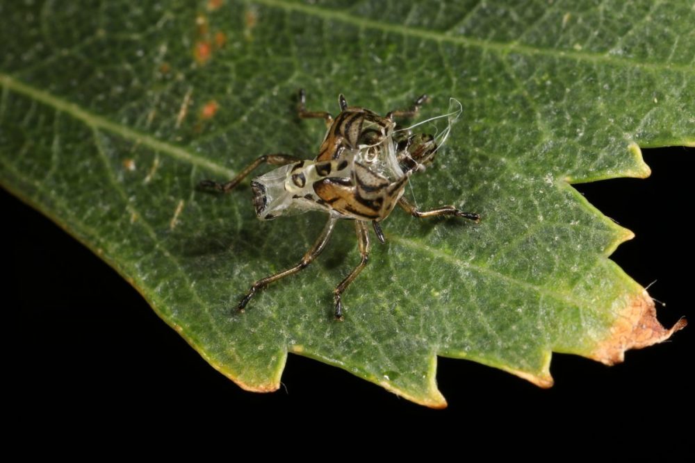 A shieldbug extravaganza, part 2