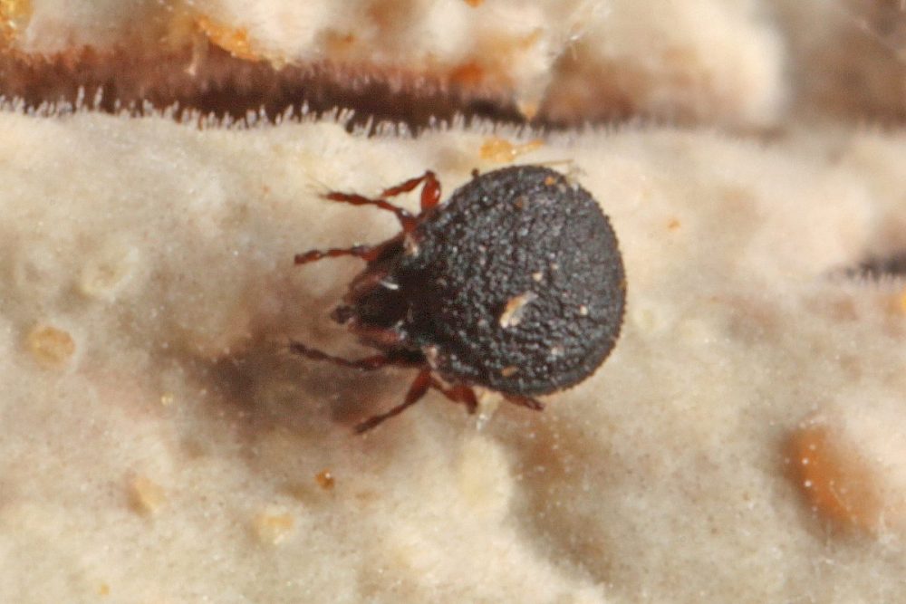 The abundant life of dead wood, part 3