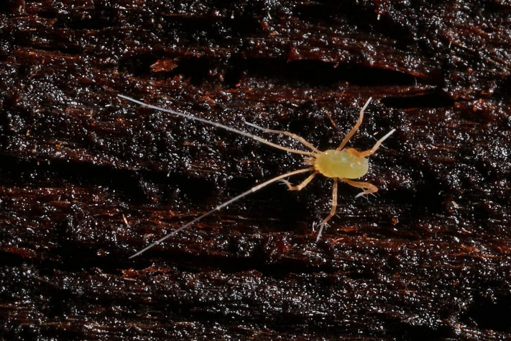 The abundant life of dead wood, part 3